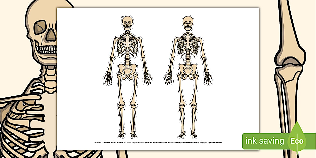 Skeleton Cut-Outs (teacher made) - Twinkl