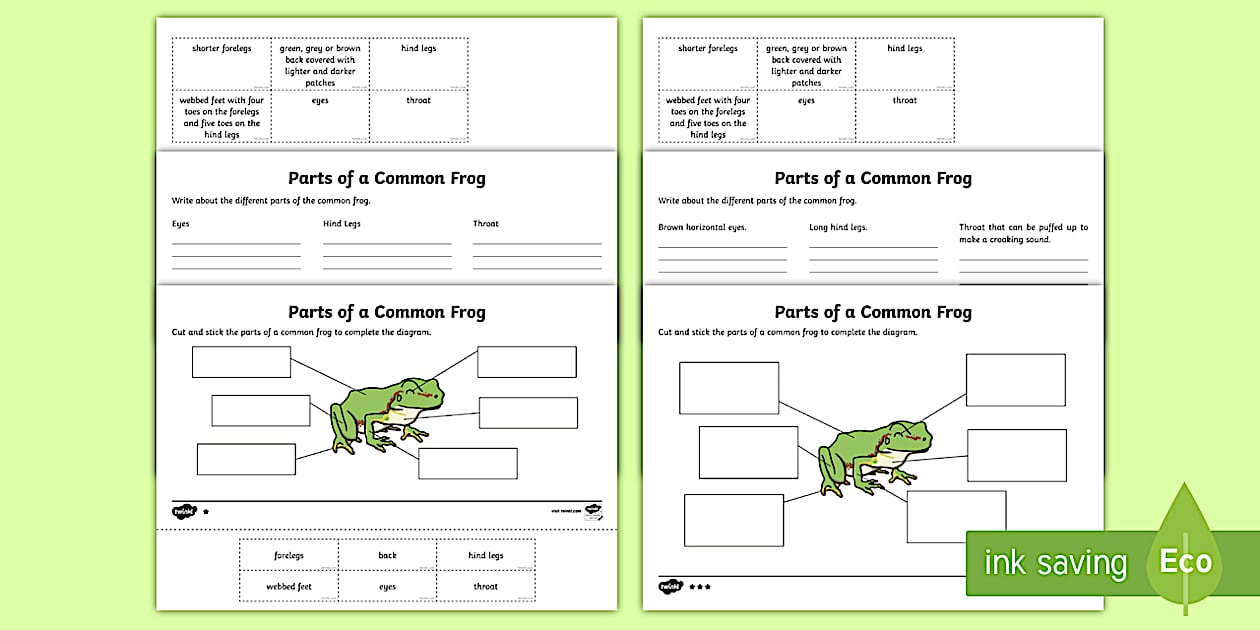 Editable Parts of a Frog Differentiated Worksheet - Twinkl