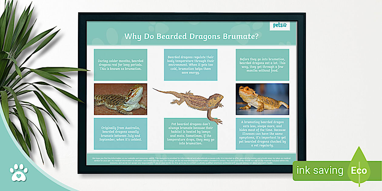 Why Do Bearded Dragons Brumate? - Fact Sheet (teacher made)