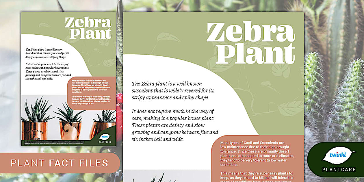Succulents and Cacti: Zebra Plant (profesor hizo) - Twinkl