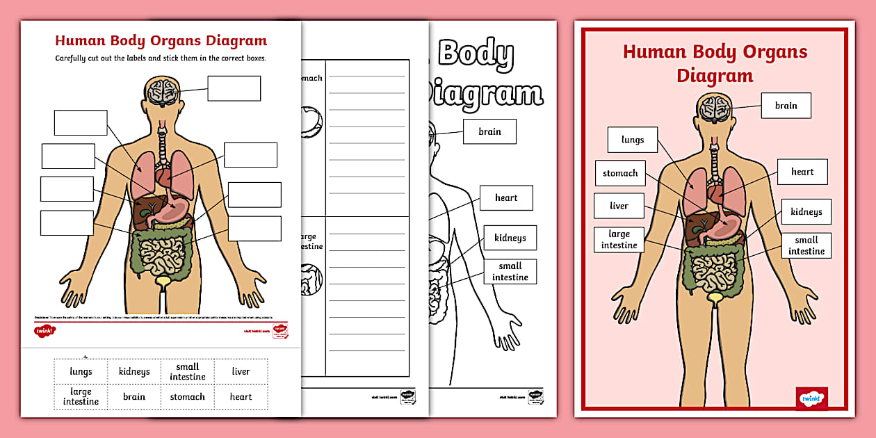 Human Body Organs Diagram Activity Pack - Twinkl