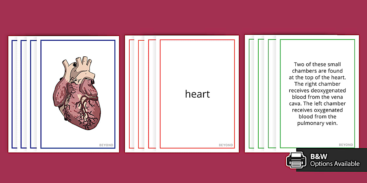 The Heart Display Pack | Science | Beyond Secondary - Twinkl