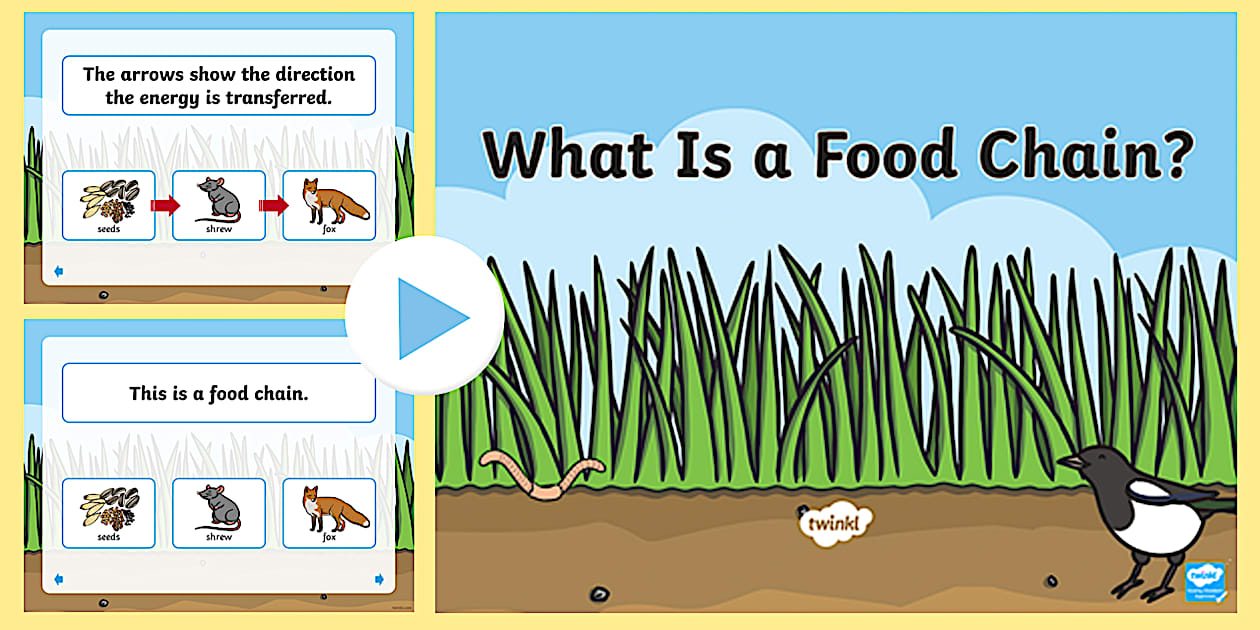 What is a Food Chain? Informational PowerPoint for K-2nd Grade