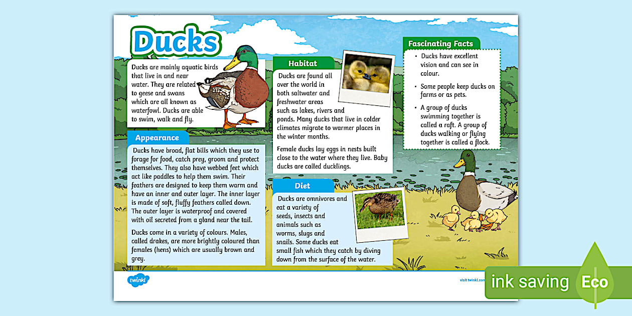 Ducks Fact File - Twinkl - KS2 (teacher made) - Twinkl