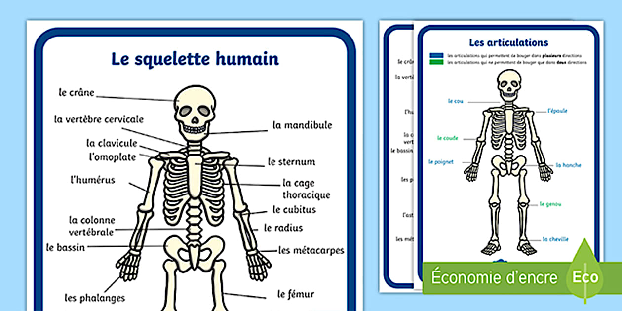 Posters : schéma du squelette humain et des articulations