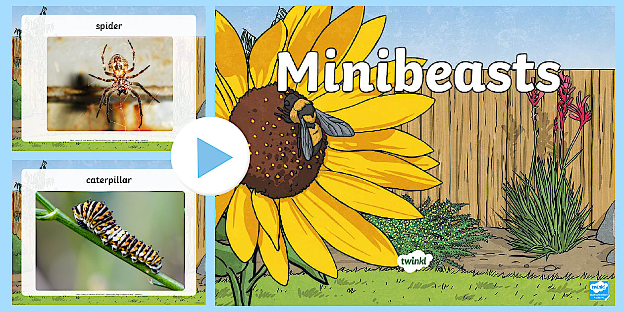 Minibeasts Photo PowerPoint - Insects Photopack - Twinkl