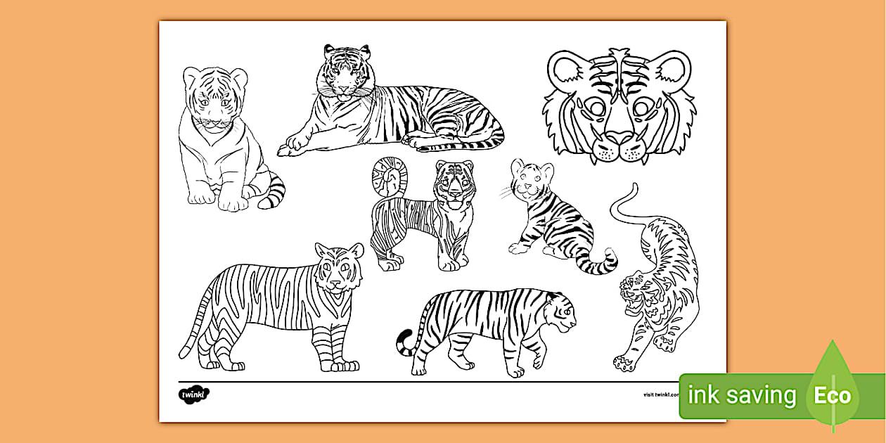 Tiger Doodle Colouring Page (teacher made) - Twinkl