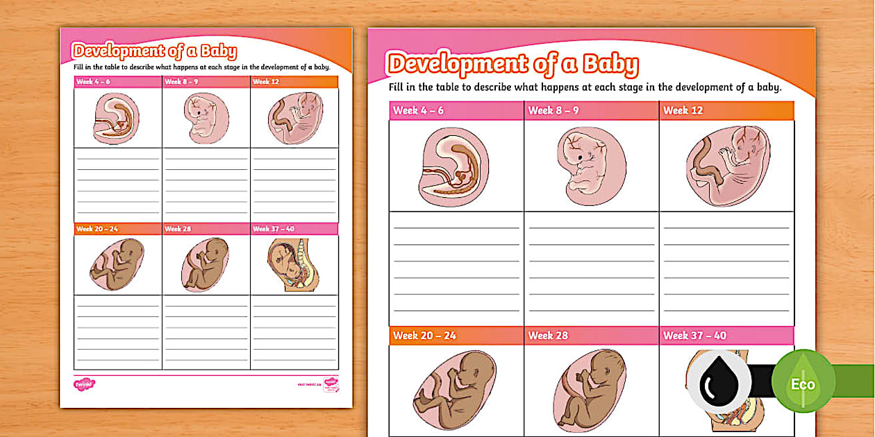 Development of a Baby Worksheet (teacher made) - Twinkl
