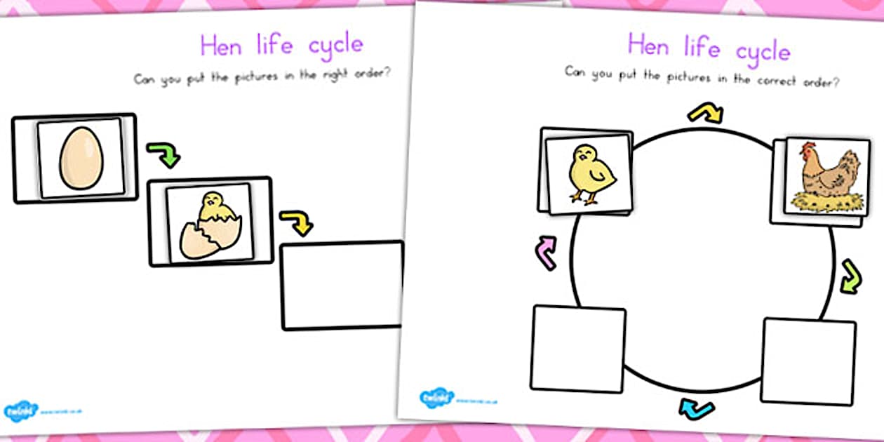 Black and White Hen Life Cycle Worksheets - Twinkl