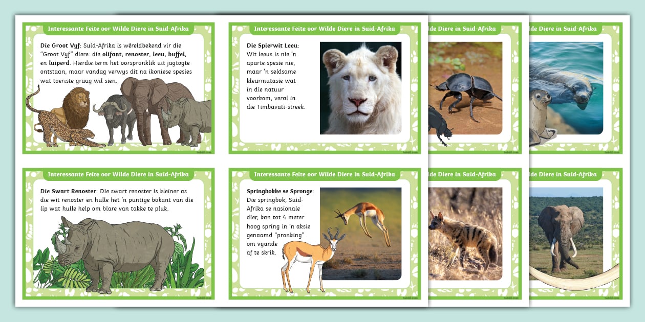 Feite Kaarte oor Wilde Diere in Suid-Afrika - Twinkl