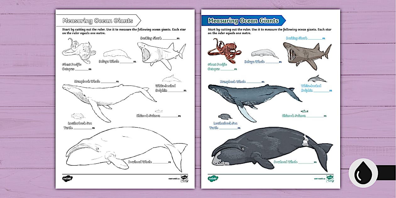 Ocean Giants: Size Comparison Activity (teacher made)