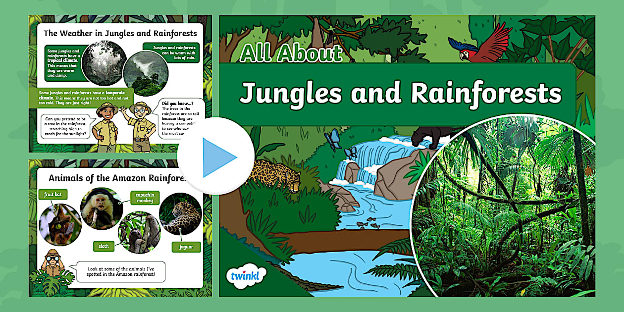 EYFS All About Jungles and Rainforests PowerPoint | Twinkl