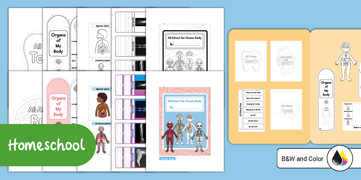 Homeschool Human Body Unit | Resource | Twinkl USA - Twinkl