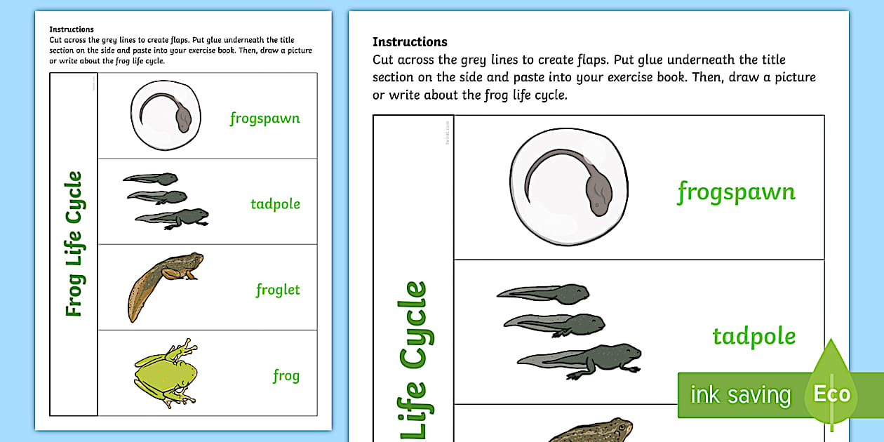 SA Frog Life Cycle Flapbook (teacher made) - Twinkl
