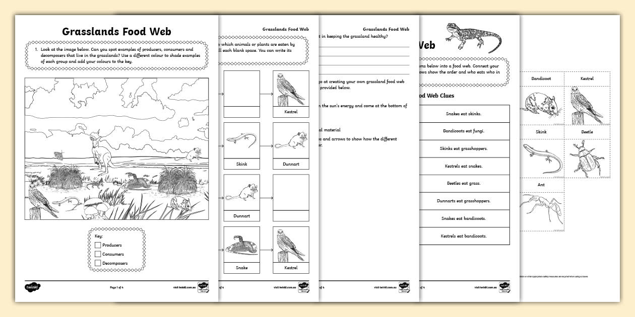 Grasslands Food Web Activity - Primary Science Education