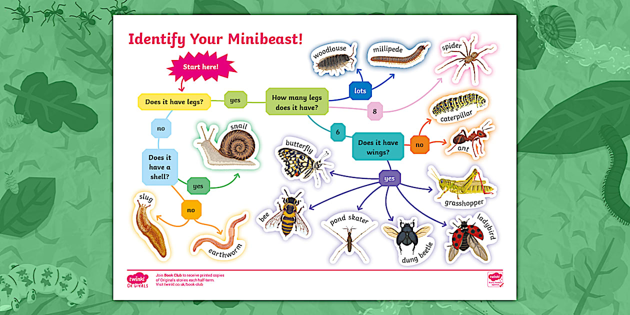 Identify Your Minibeast! Flowchart (teacher made) - Twinkl