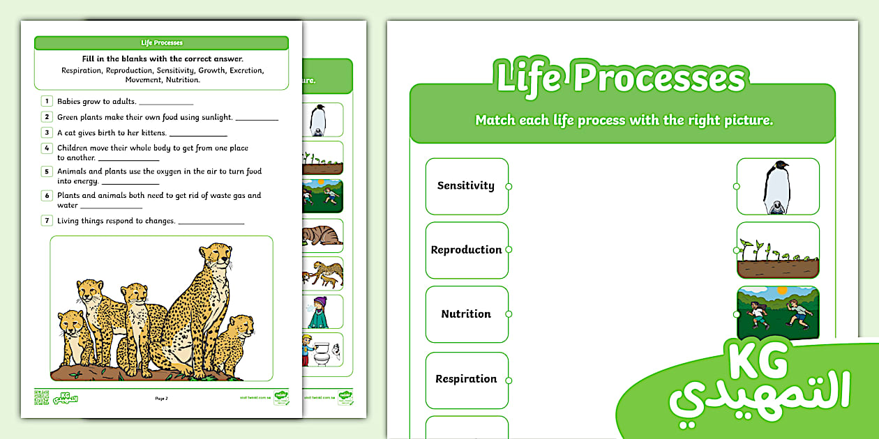 Science Life Processes Activity Sheet | Twinkl | Science