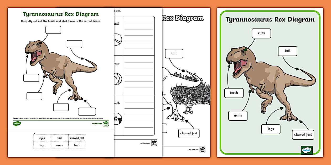 T. Rex Diagram Pack (teacher made) - Twinkl