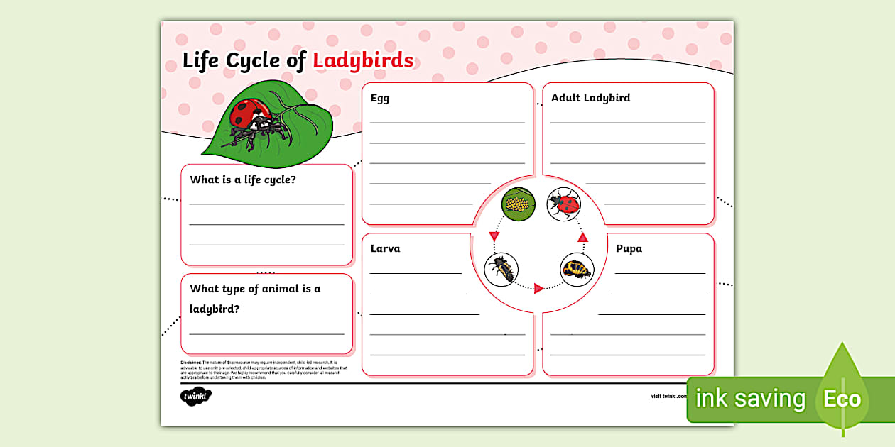 Ladybird Life Cycle Template (teacher made) - Twinkl