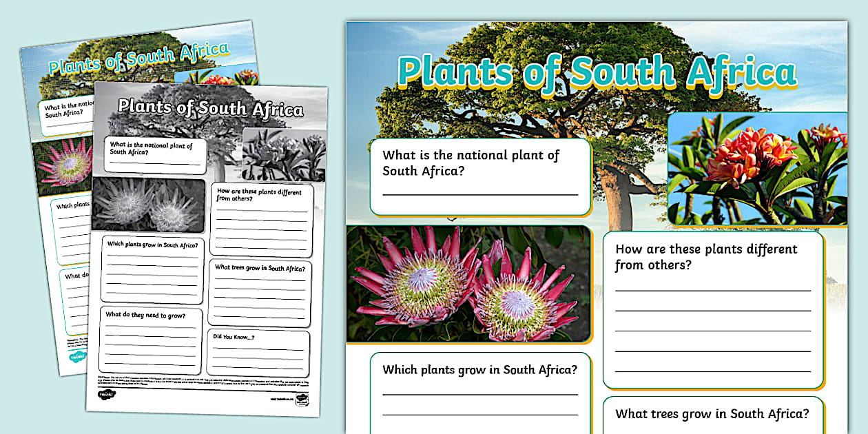 Plants of South Africa Fact File Template - Twinkl