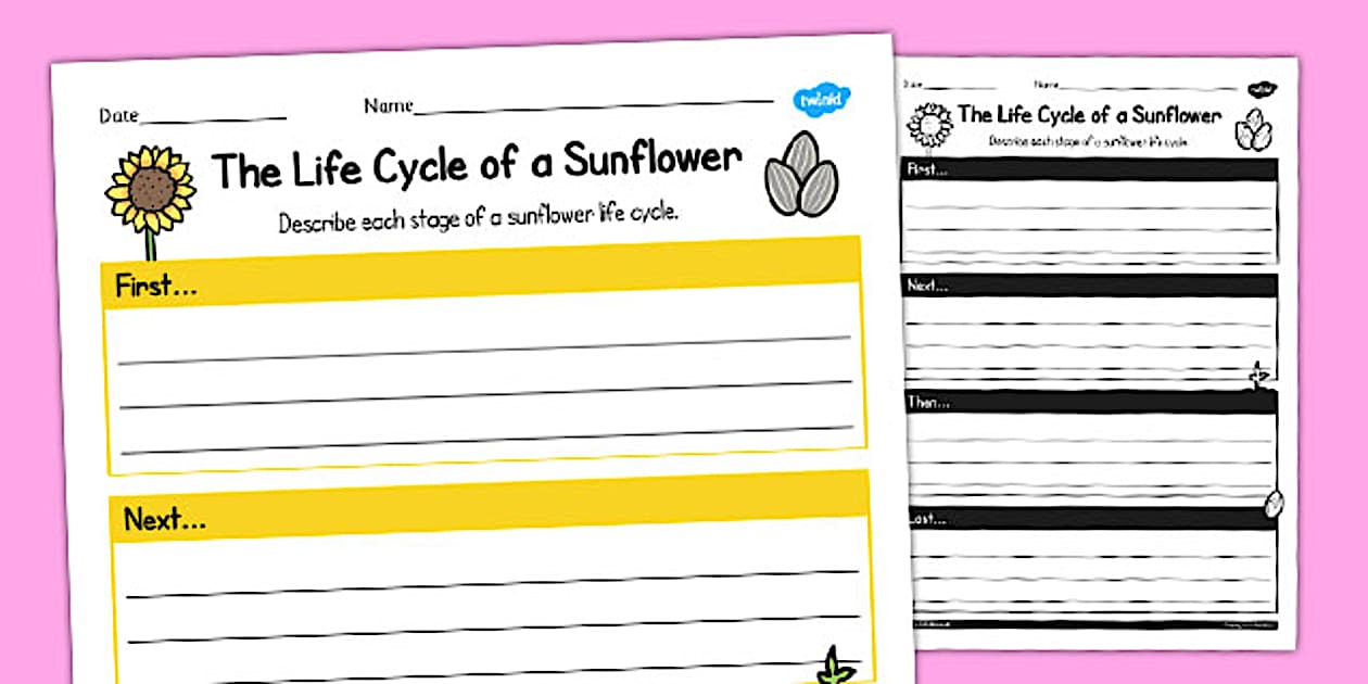 The Life Cycle of a Sunflower Writing Frame - writing frame