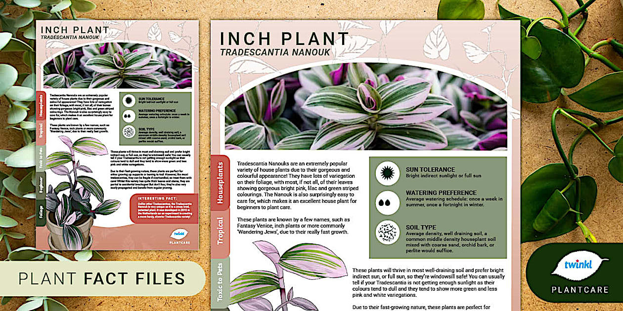 Houseplant Fact File: Inch Plant, Tradescantia Nanouk, Plant
