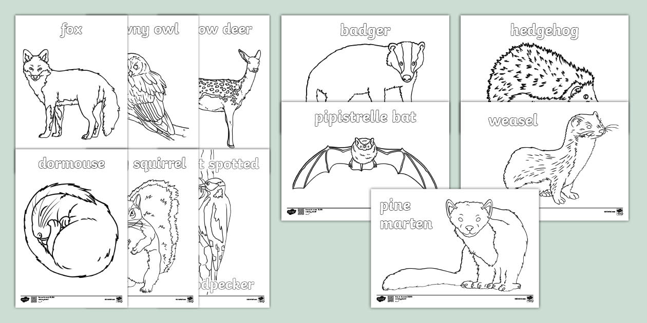 Woodland Animals Picture and Word Colouring Sheets - KS1