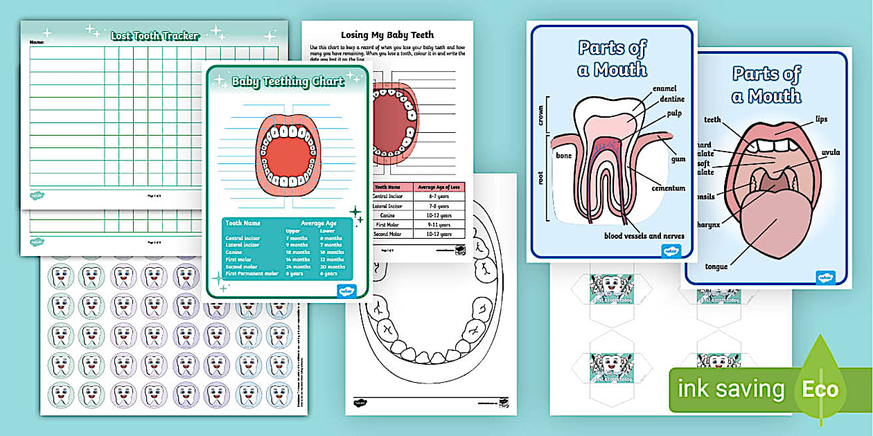 Baby to Adult Teeth Resource Pack (teacher made) - Twinkl