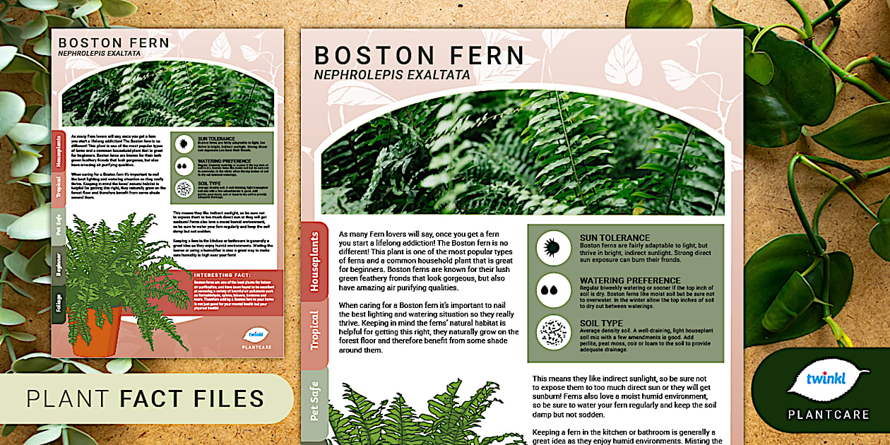 Houseplant Fact File: Boston Fern, Plantcare, Plants