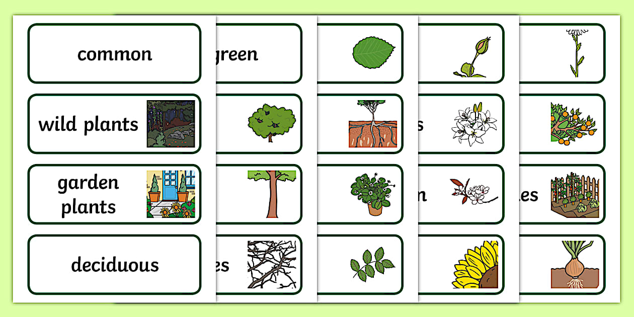 Year 1 Plants Scientific Vocabulary Cards