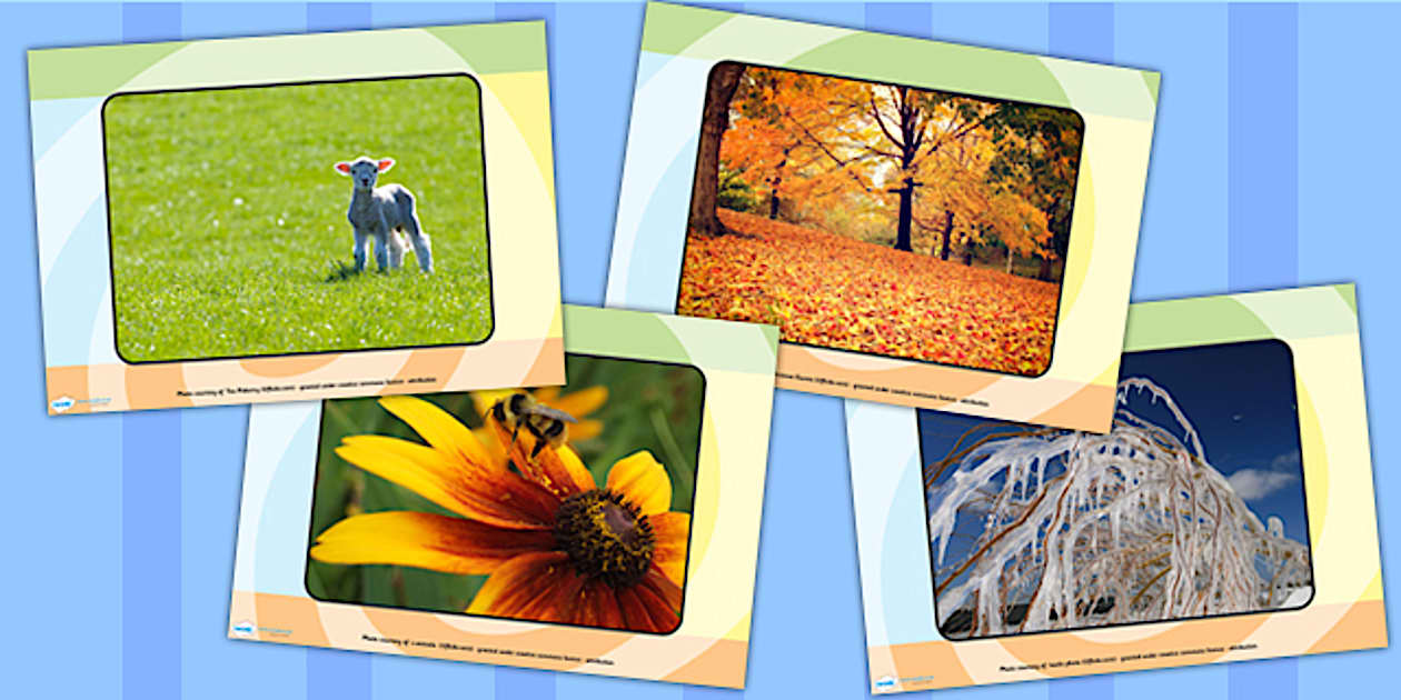4 Seasons Display Photos - Teaching Resource (teacher made)