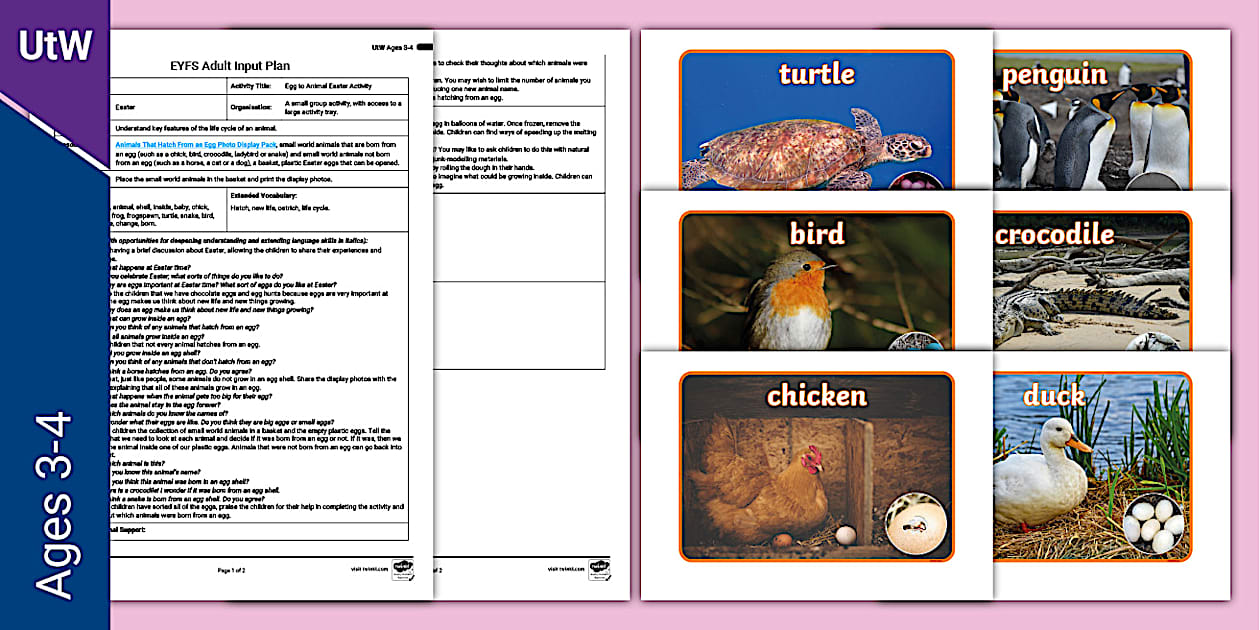 EYFS Egg to Animal Easter Adult Input Plan (teacher made)