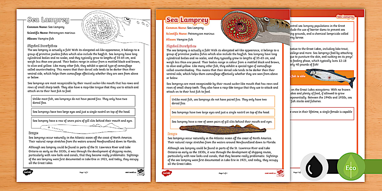 Canada's Invasive Species | Sea Lamprey Facts | Twinkl