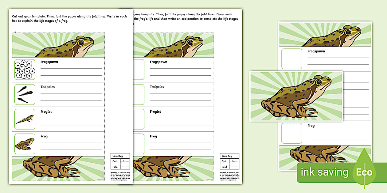 Frog Folding Life Stages Template (teacher made) - Twinkl