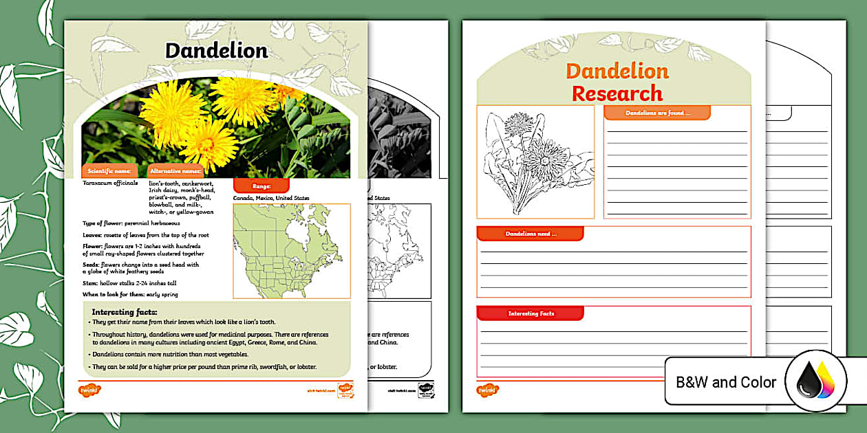 Dandelion Identification Information Poster and Research