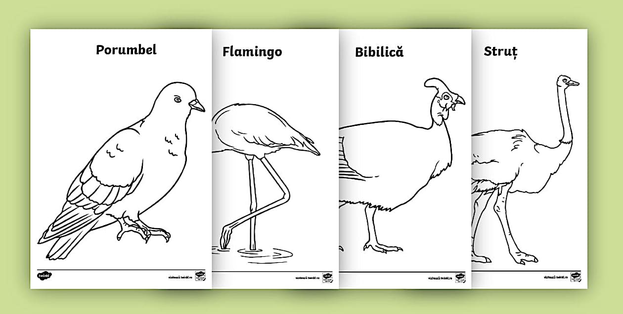 Păsări din Africa de Sud – Desene de colorat - Twinkl