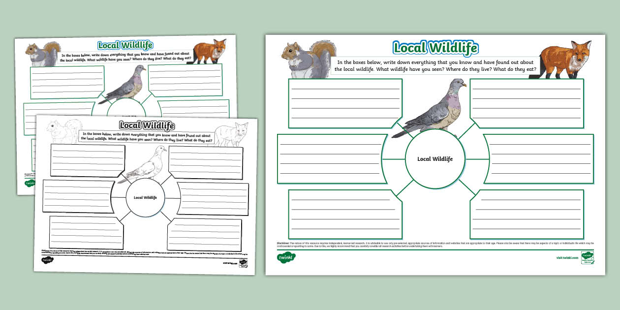 Local Wildlife Mind Map (teacher made) - Twinkl