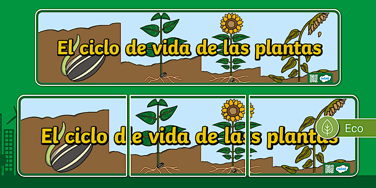 Cartel: El Ciclo de Vida de las Plantas - Twinkl
