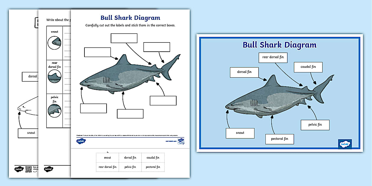 Bull Shark Diagram Activity Pack (teacher made) - Twinkl