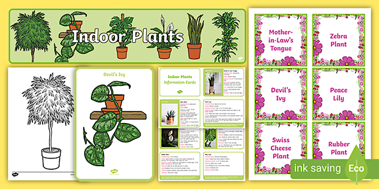 Indoor Plants Resource Pack (teacher made) - Twinkl