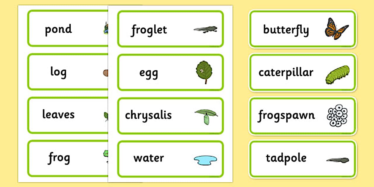 Dyslexic Life Cycle Word Cards (teacher made) - Twinkl