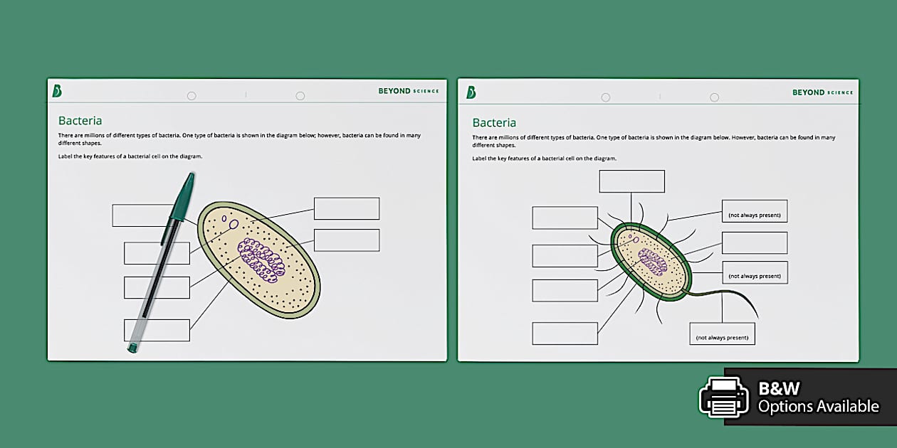 Bacteria Labelling Worksheet | KS3 Biology | Beyond Science
