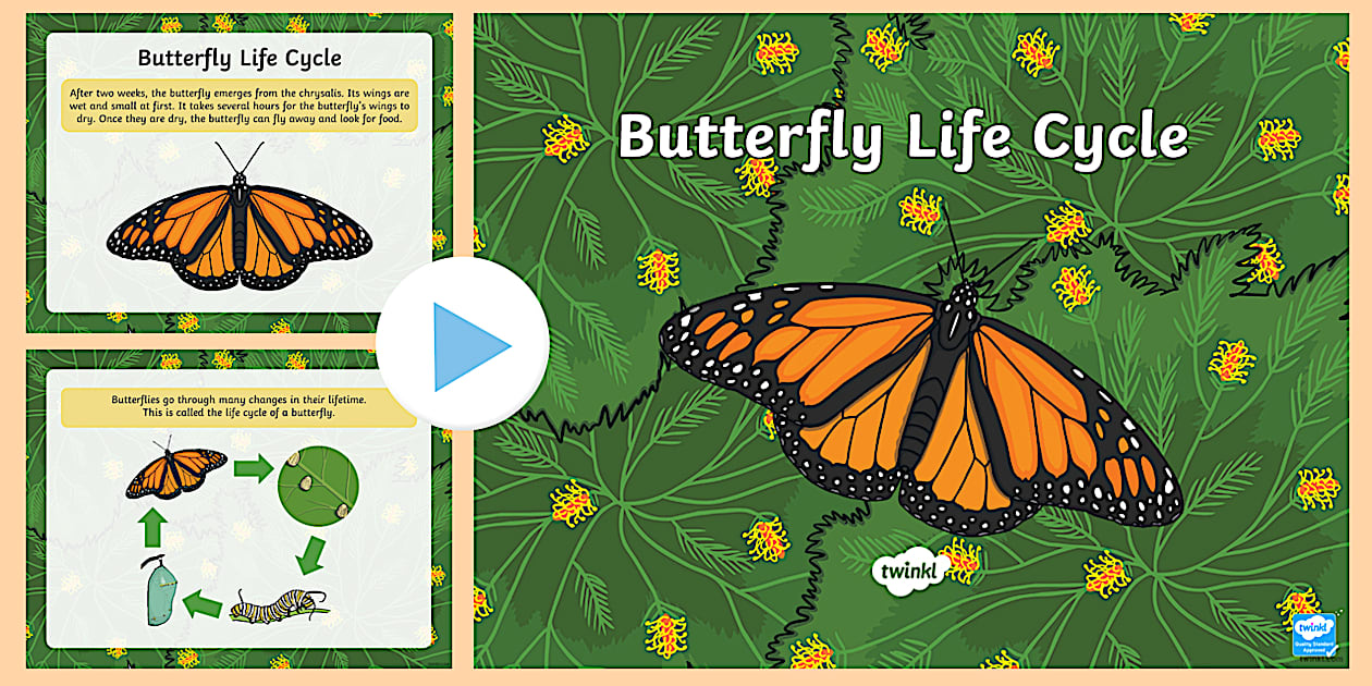 Life Cycle of a Butterfly PowerPoint | Biology | Twinkl USA