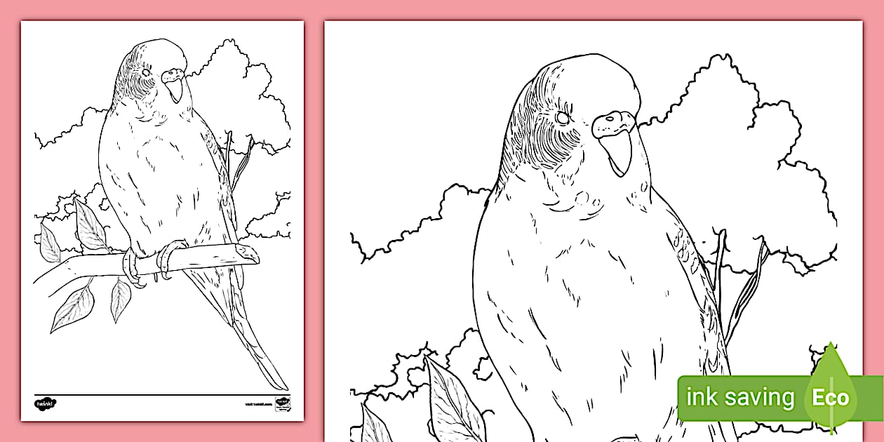 Parakeet Colouring Page – Colouring Pages – Twinkl Resources