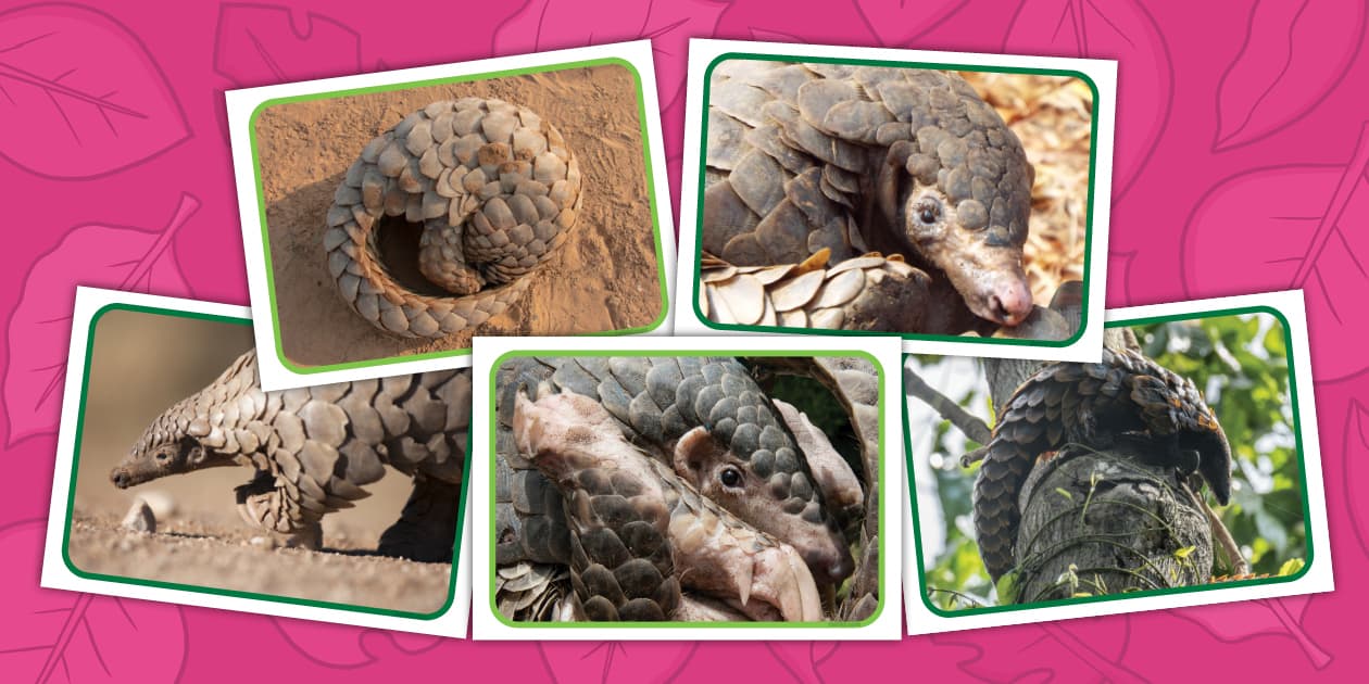 Pangolin Photo Pack (teacher made) - Twinkl