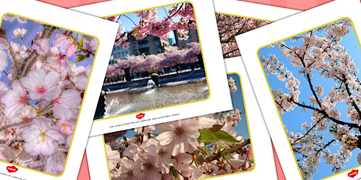 Chinese Blossom Tree Display Photos (teacher made) - Twinkl