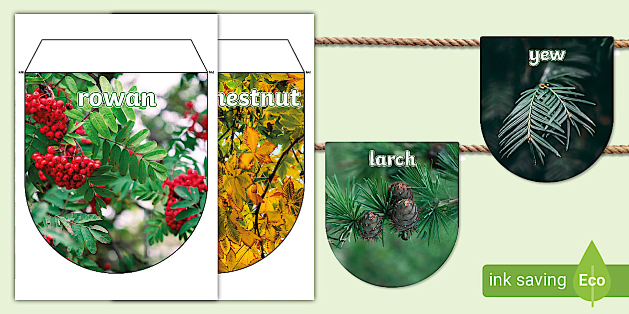 Types of Leaves Photo Display Bunting (Teacher-Made)