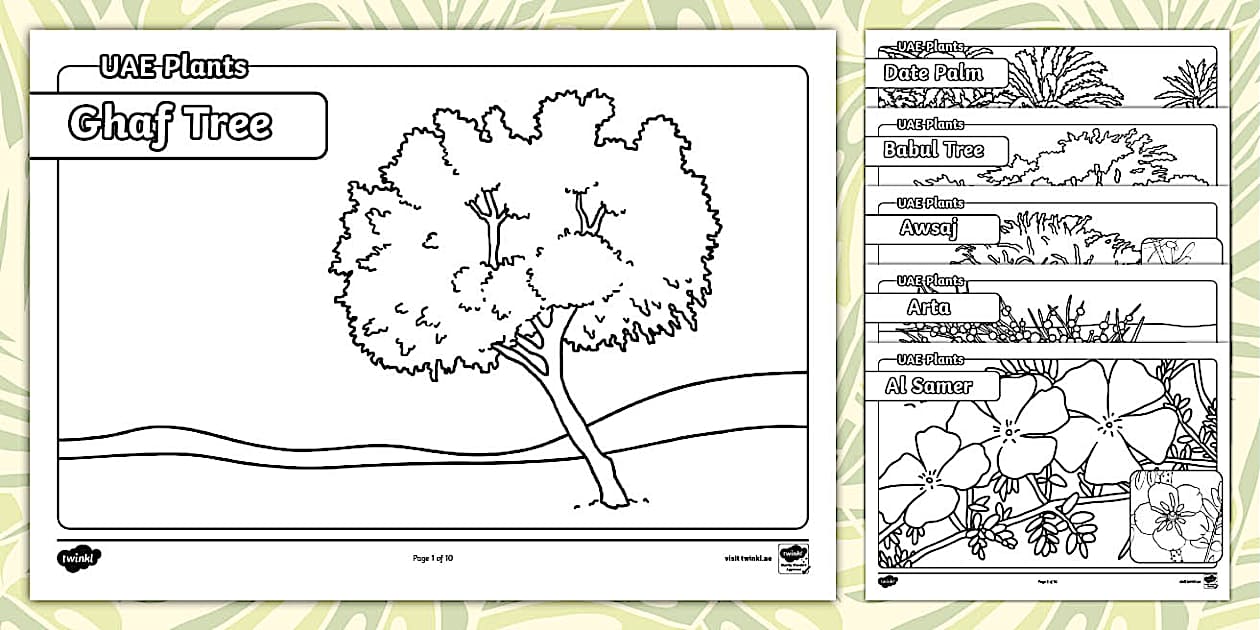 Colouring Sheets - UAE Plants - Lower Primary - Twinkl