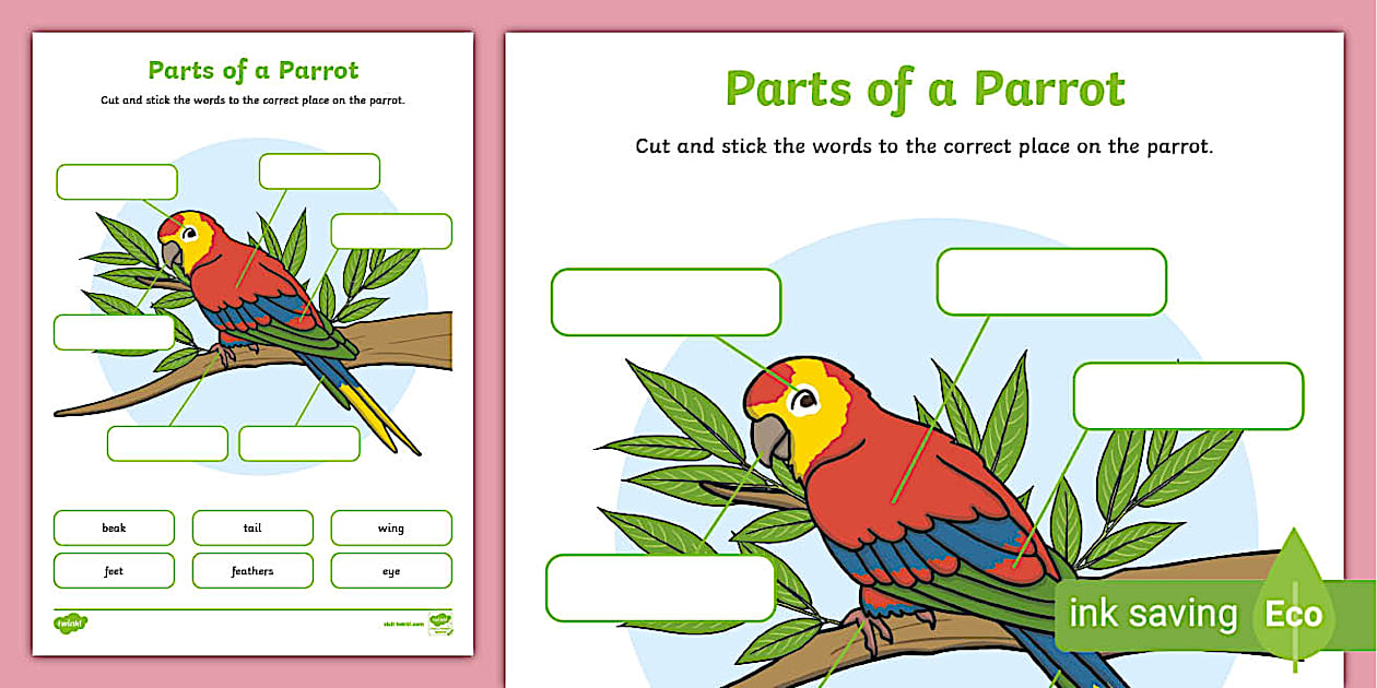 Parrot Labelling Activity (Teacher-Made) - Twinkl