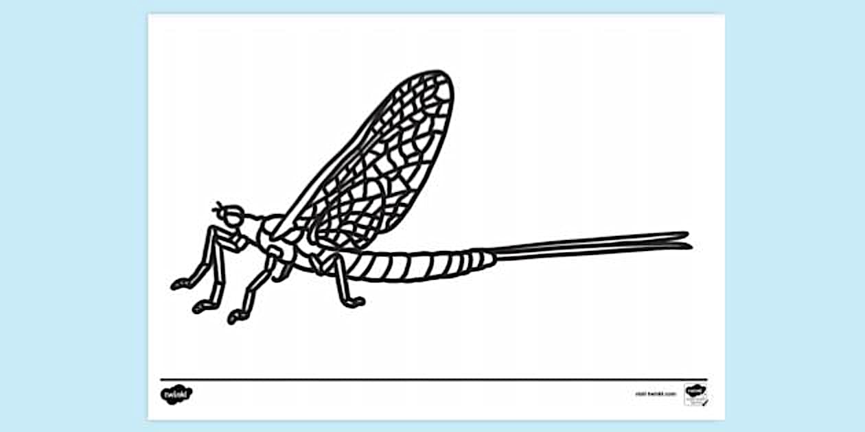 Mayfly Colouring Sheets | Colouring Pages (Teacher-Made)